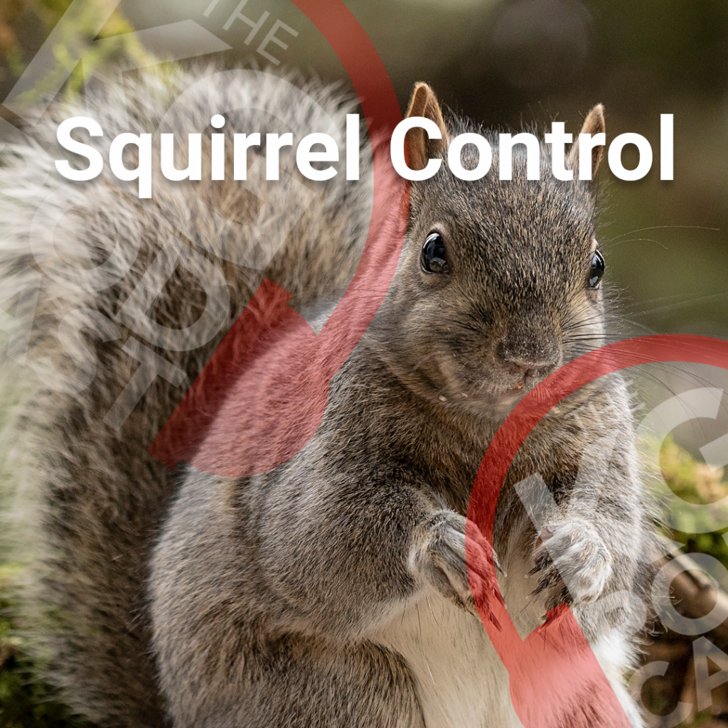 Episode 27: Squirrel Control - Killgerm Podcast